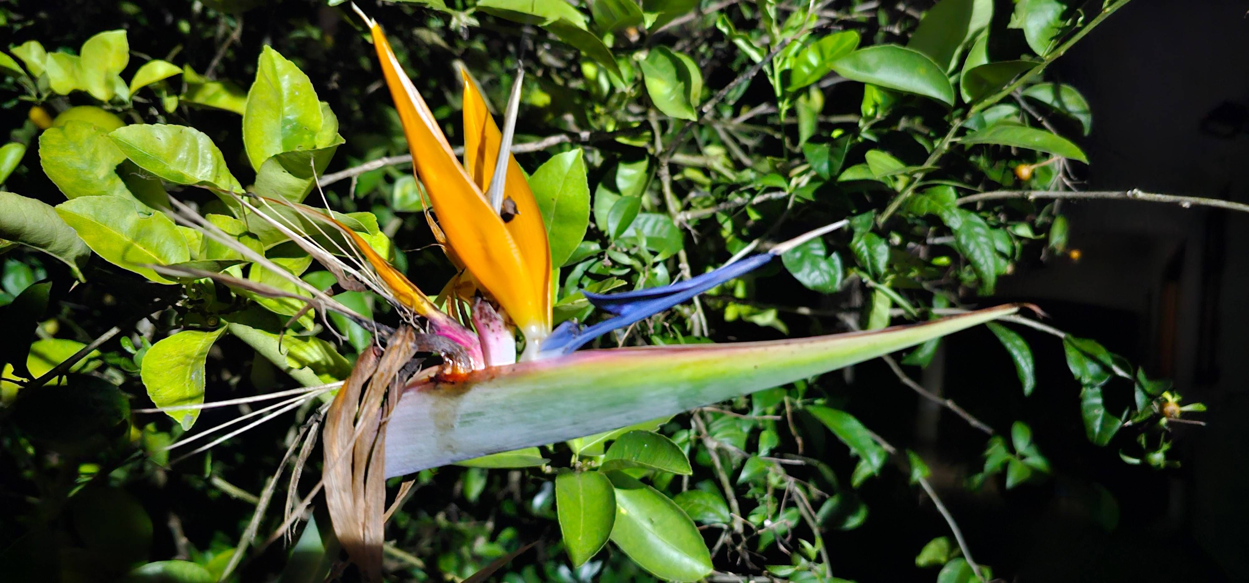 Flora - Samsung Members