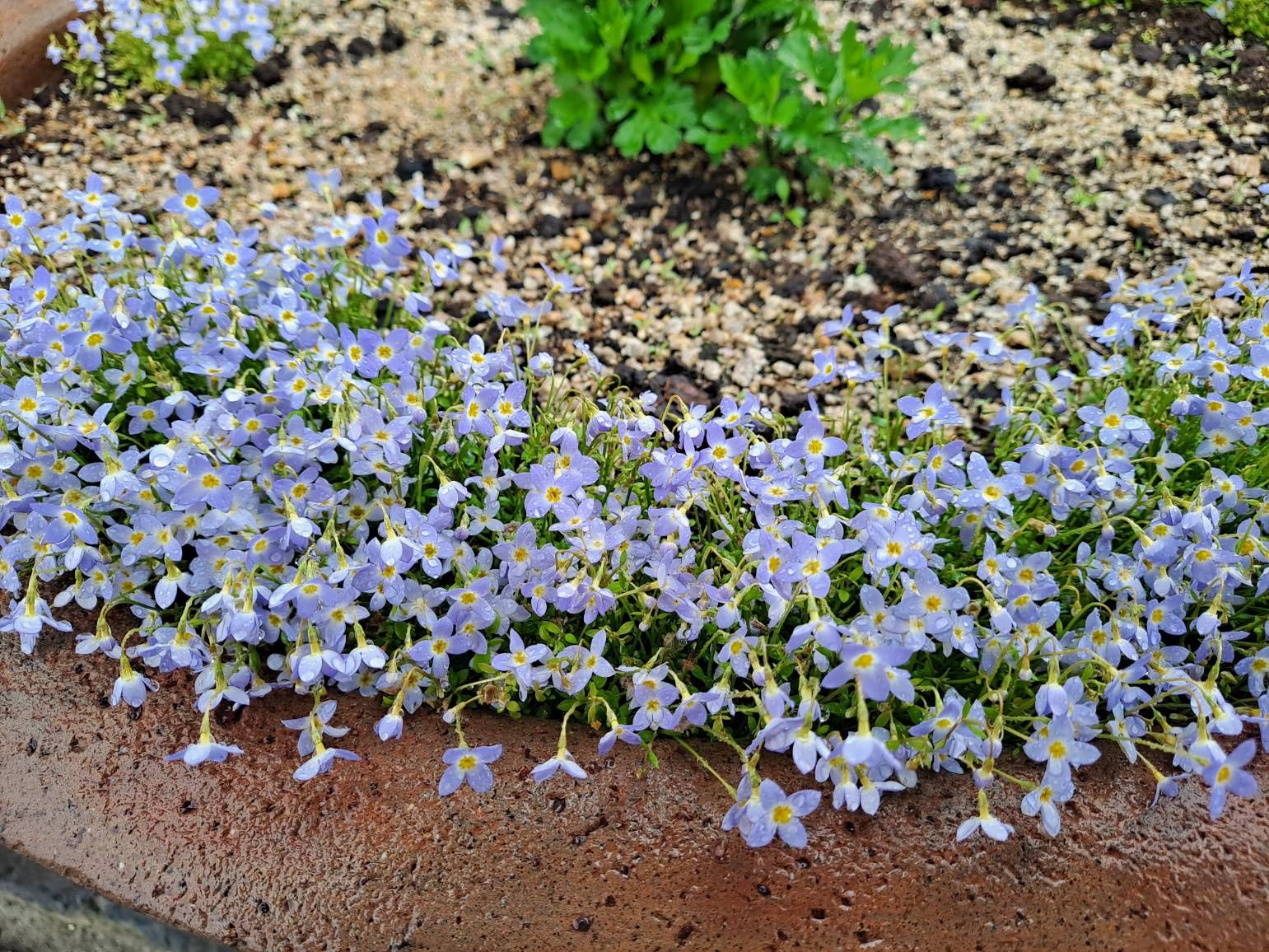 선애기별꽃 - Samsung Members