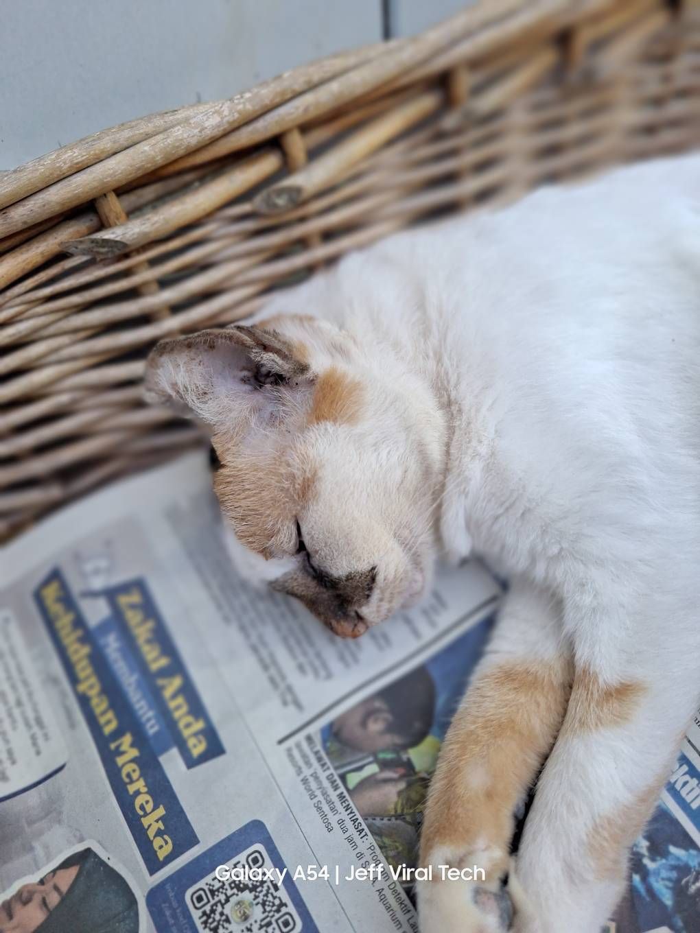 Animal Portrait Shot On The Samsung Galaxy A54 5G ... - Samsung Members