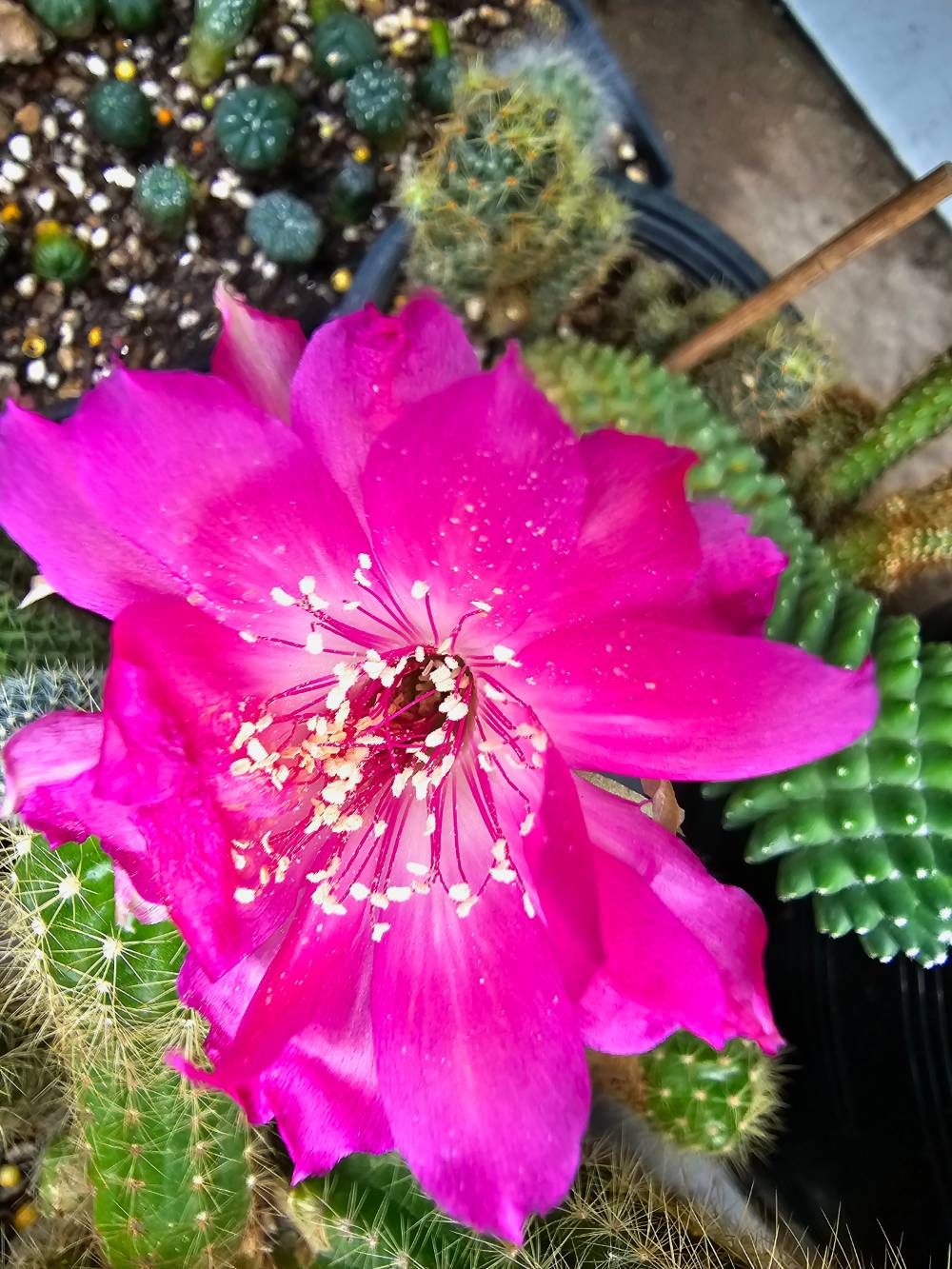 Lobivia Catus🌵🌵 - Samsung Members