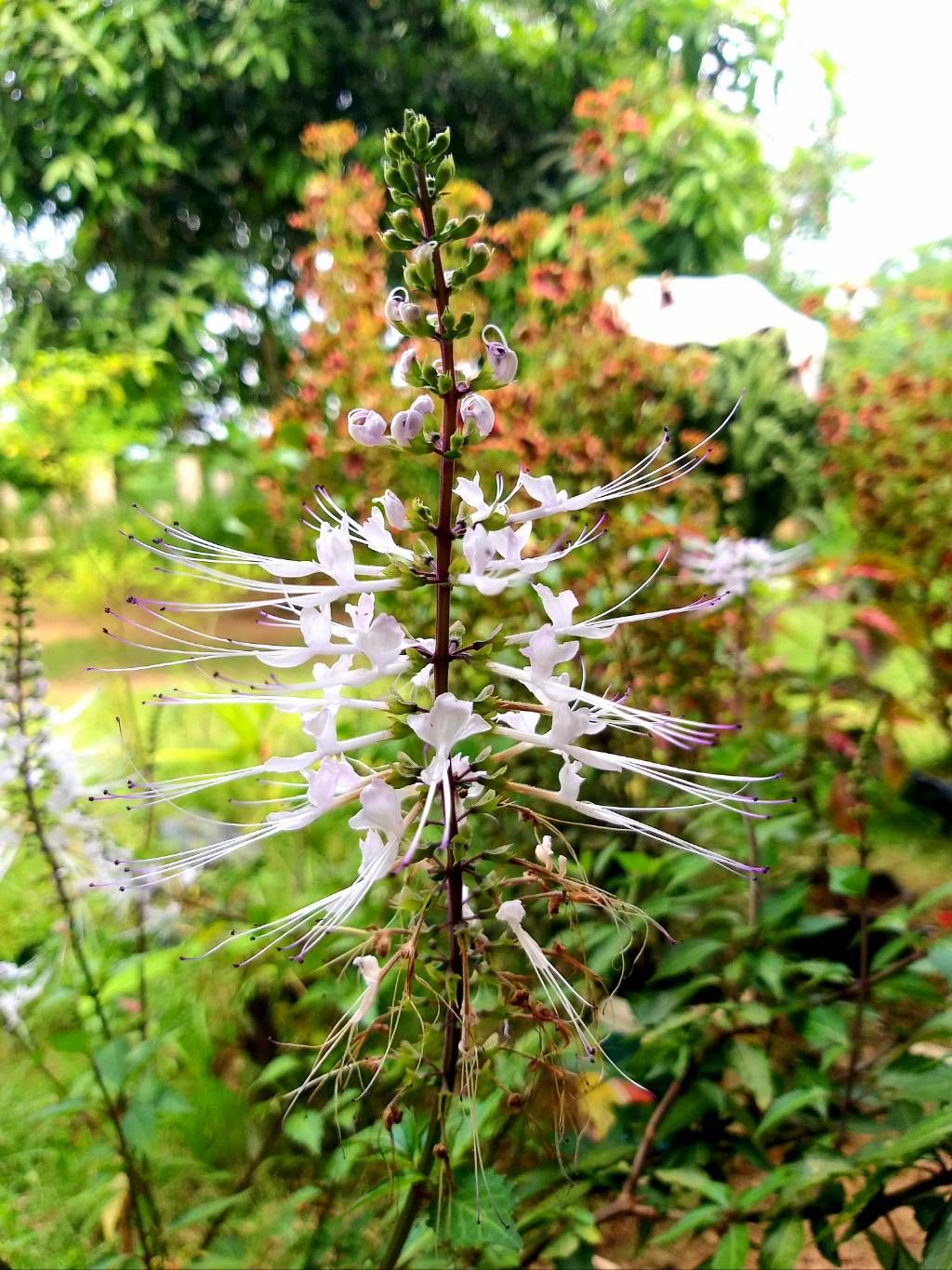 Jenis tanaman obat indonesia - Samsung Members