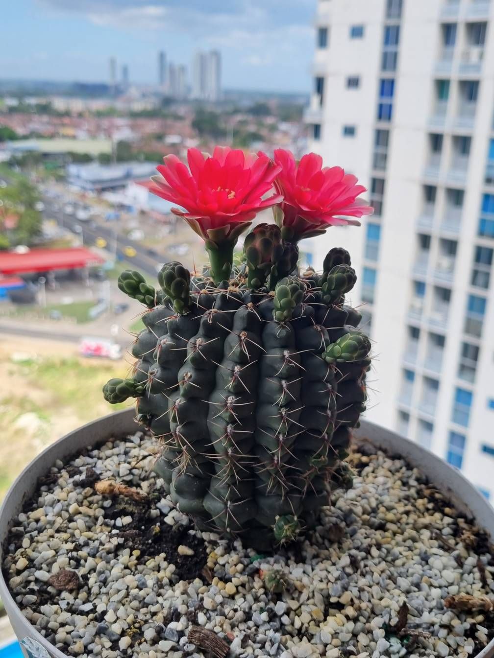 Flor de captus 🌵 - Samsung Members