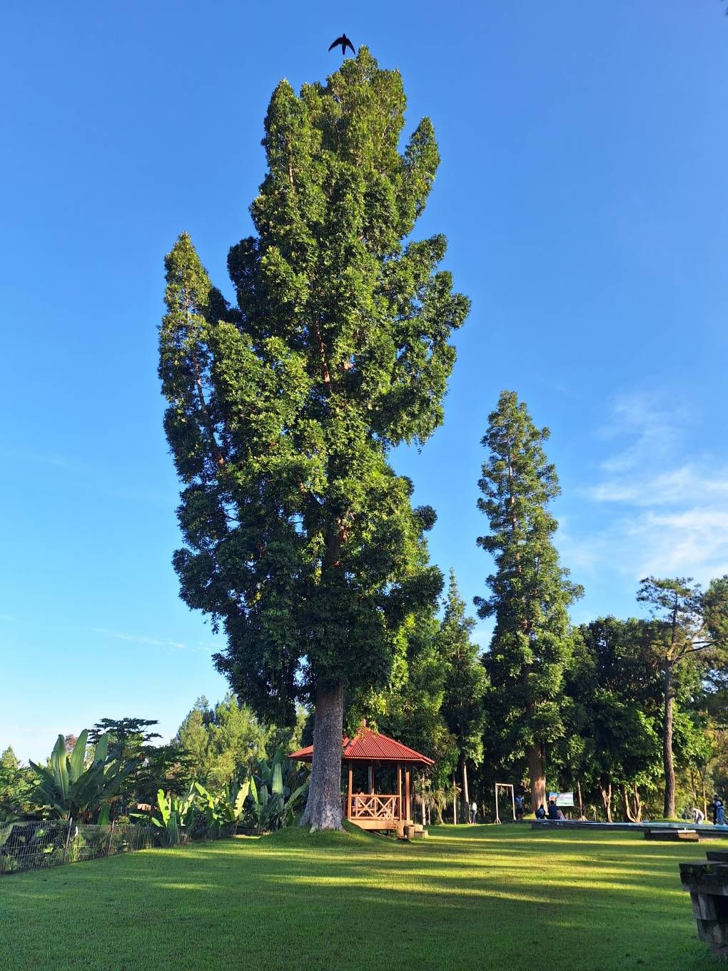 Pohon Besar - Samsung Members