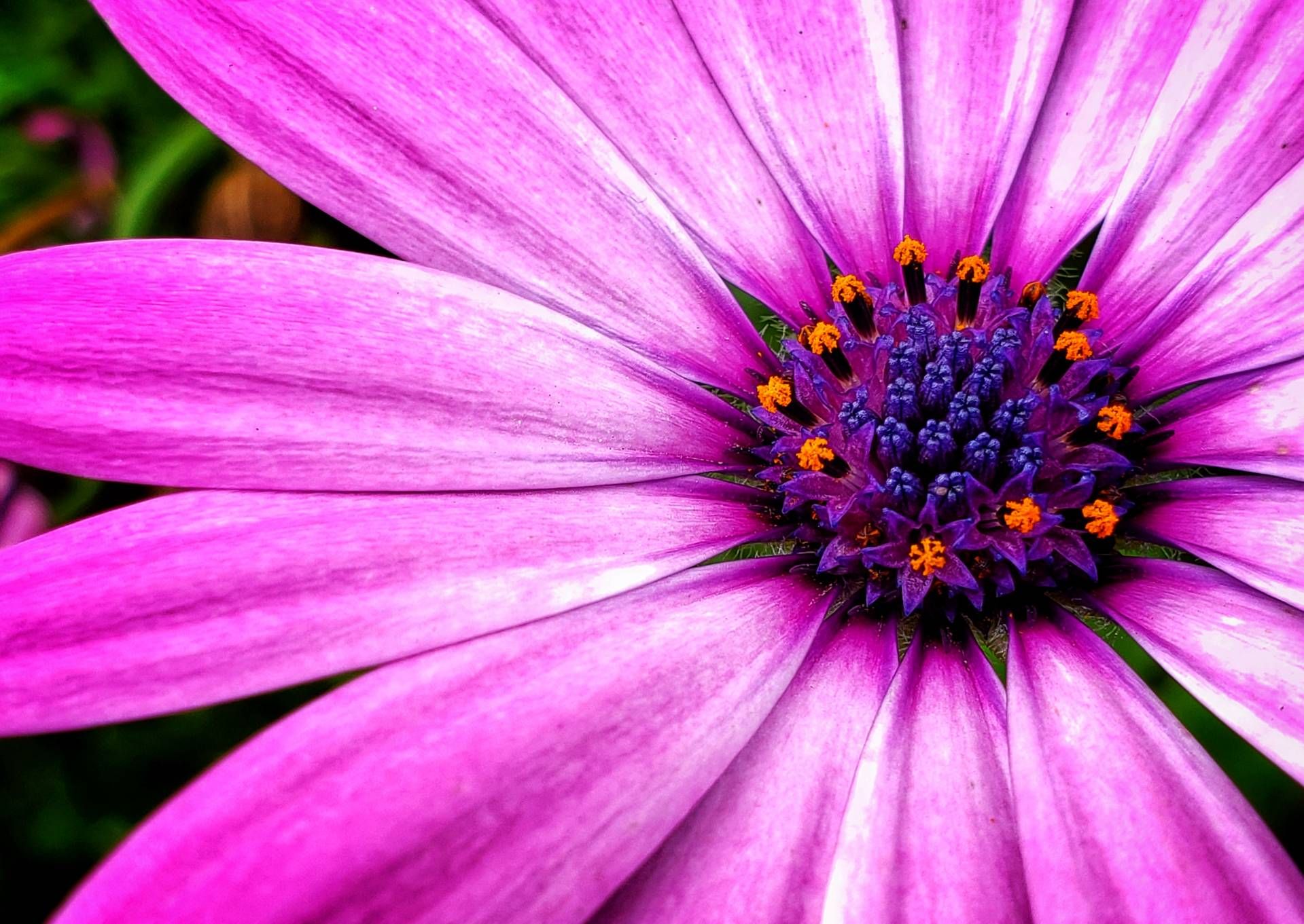 FLOR, TAXCO, GUERRERO, MÉXICO. #WithGalaxy NOTE 9... - Samsung Members