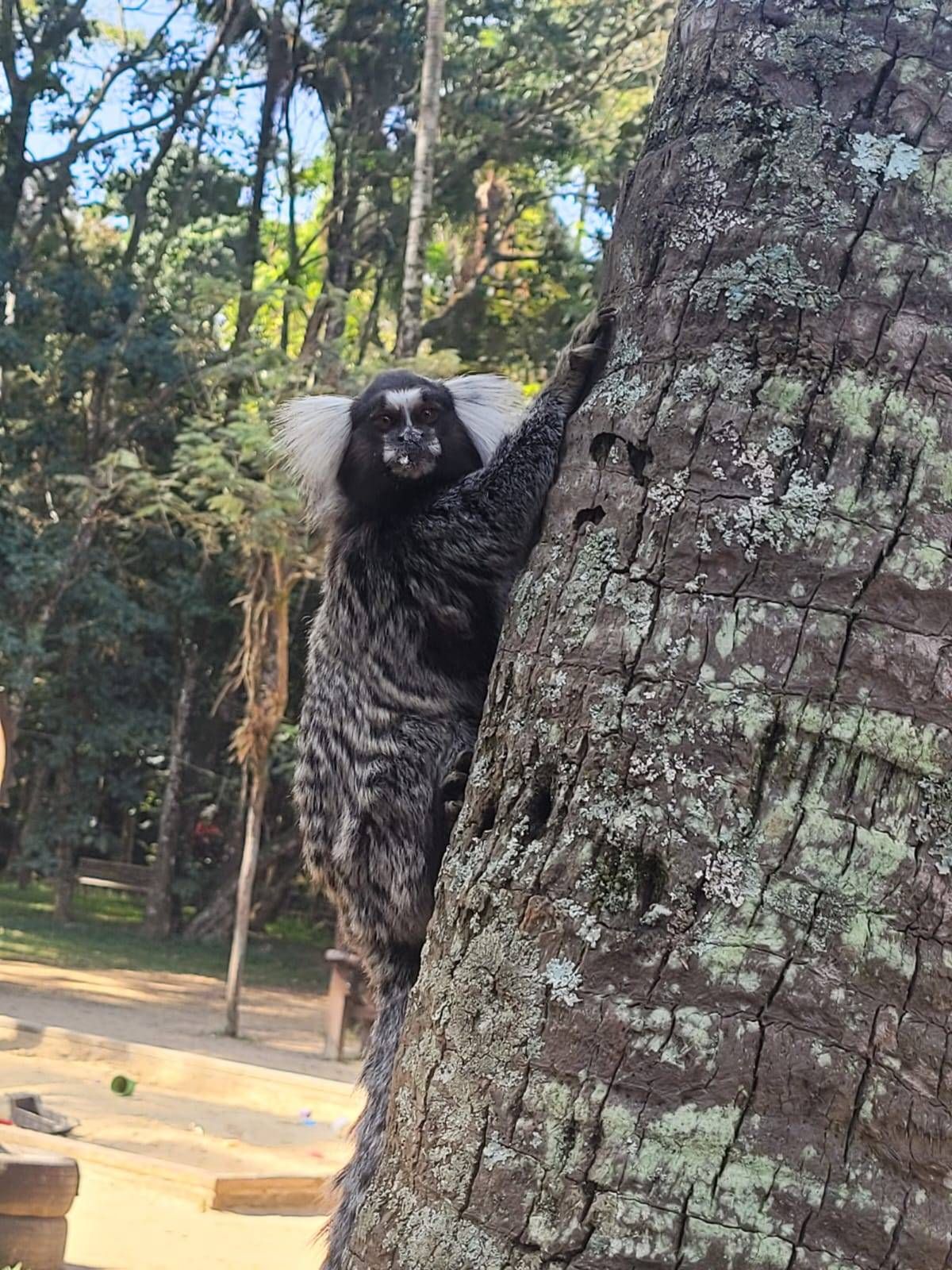 Mico Estrela - Samsung Members