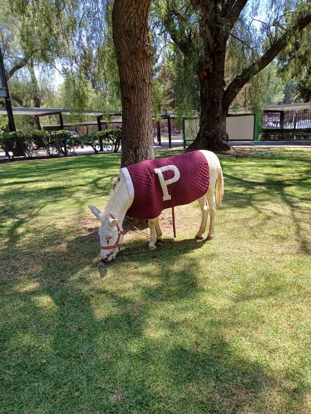 La mascota del IPN - Samsung Members