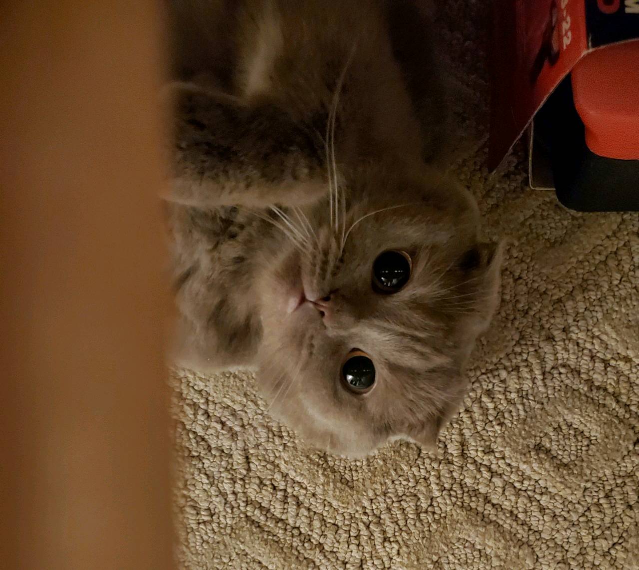 Samsung contest - Samsung Members