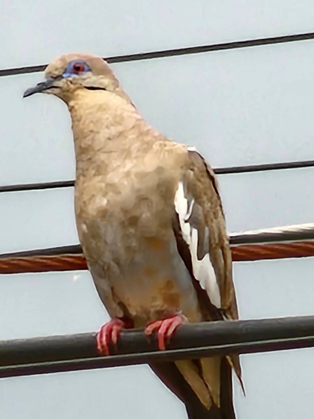 Zoom x100 S23 Ultra - Samsung Members