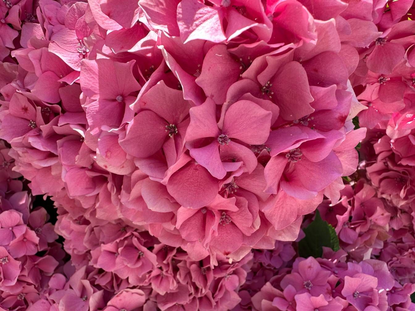 Pink Hydrangea - Samsung Members