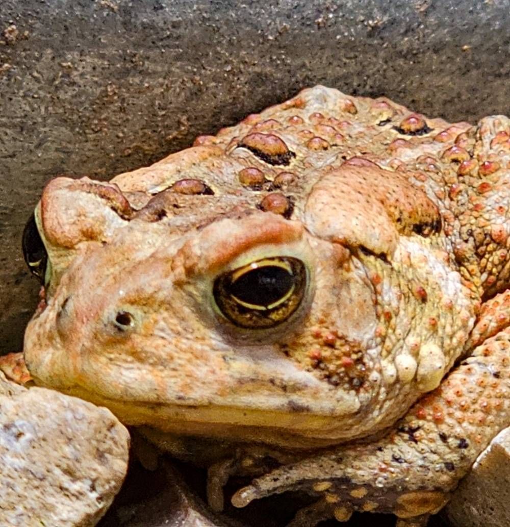 Toad up close - Samsung Members