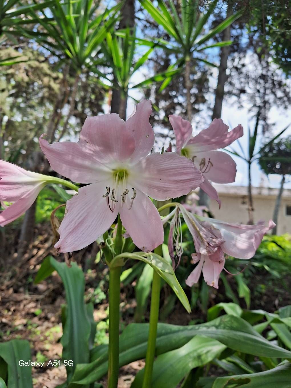 Plantas 🌺🌱 - Samsung Members