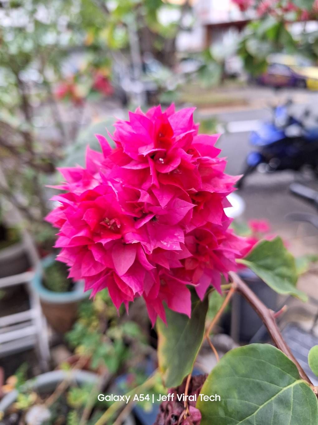 🌹 Flower 🌸 - Samsung Members