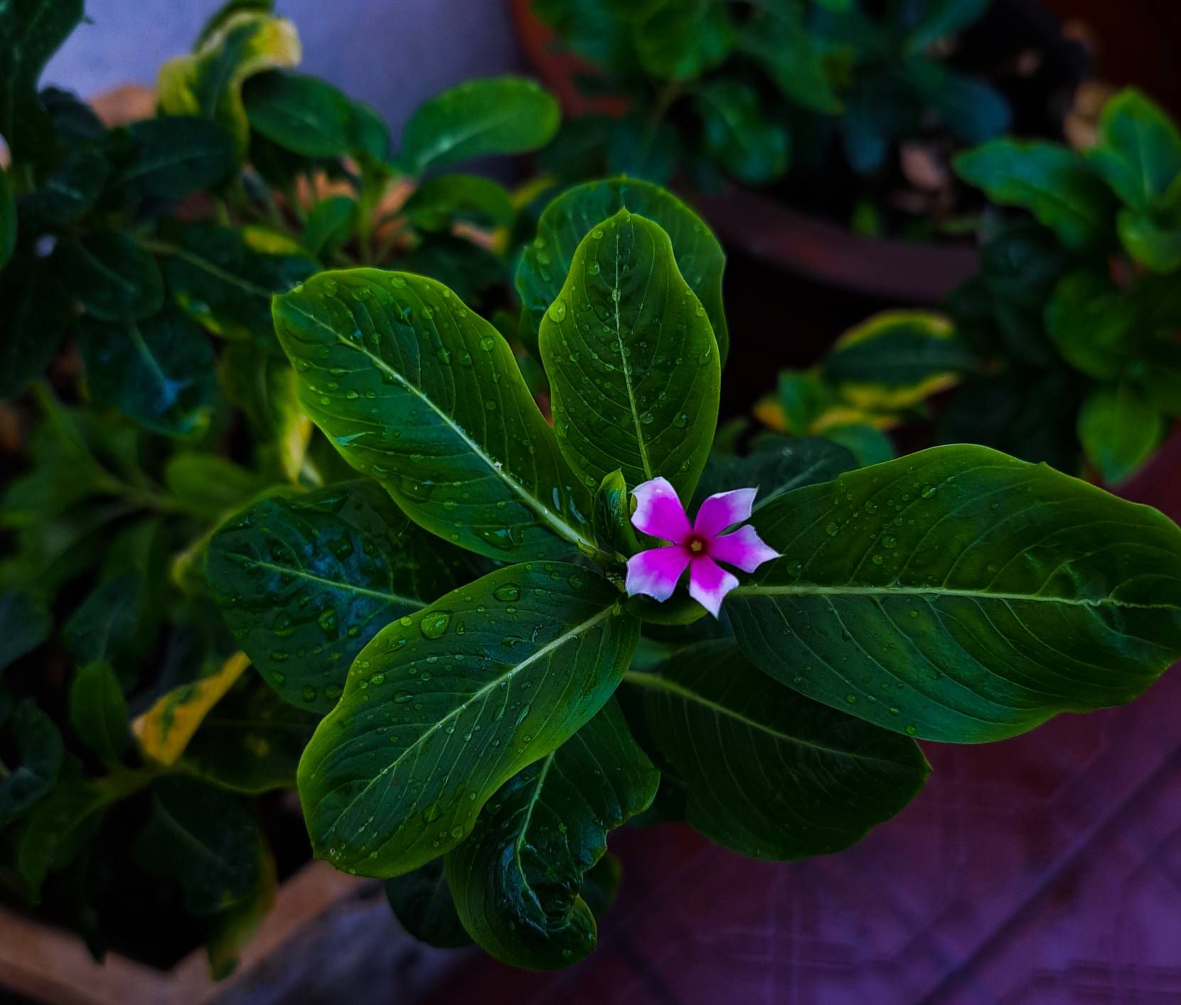 Selamat Sore, bunga kecilku 🪻 - Samsung Members