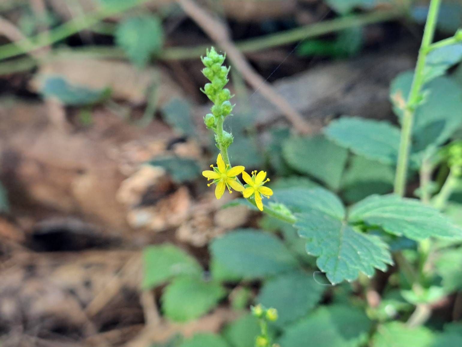 짚신나물 - Samsung Members