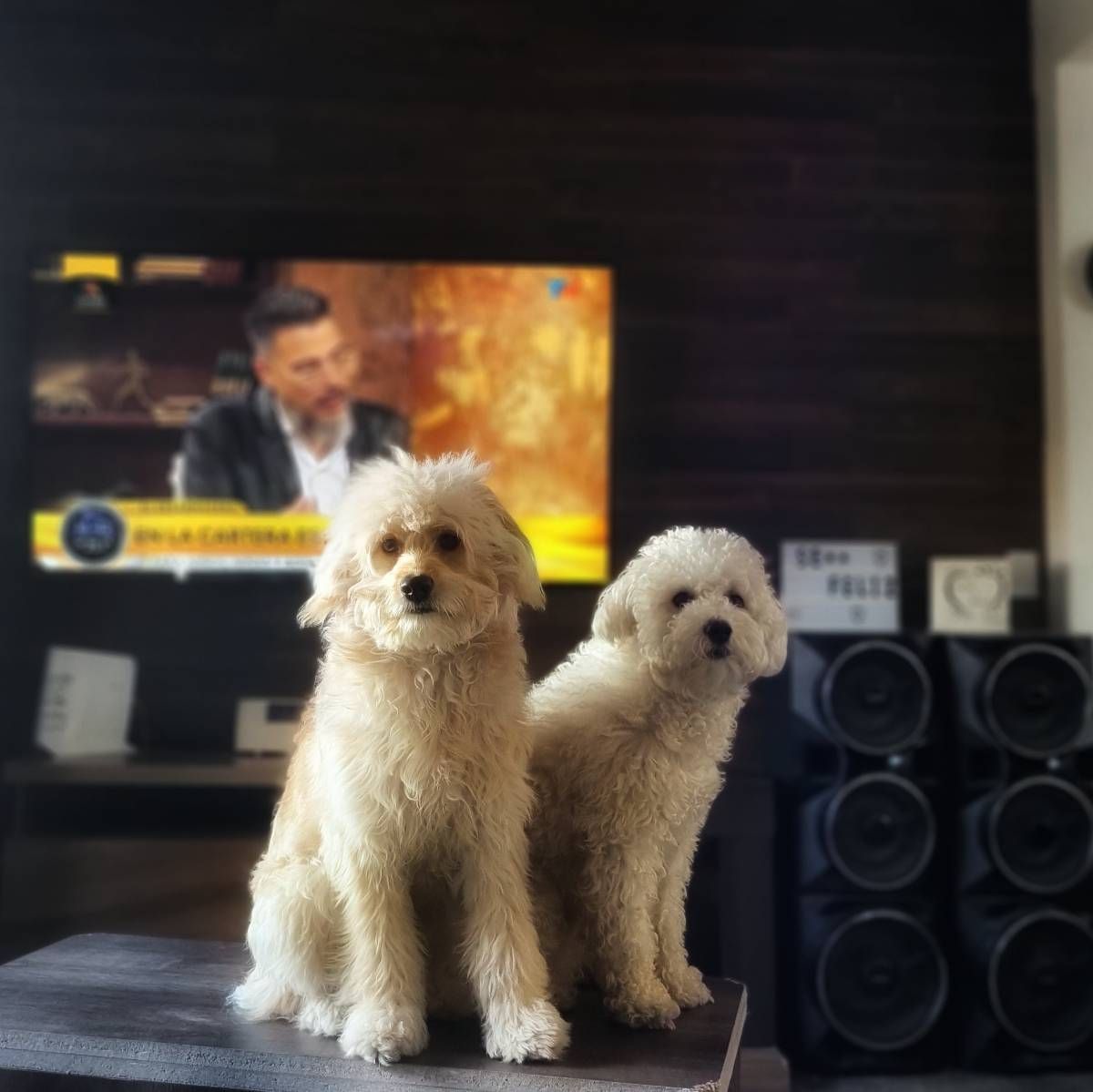 Buen Domingo !! Ellos son Pancho y Ali. - Samsung Members