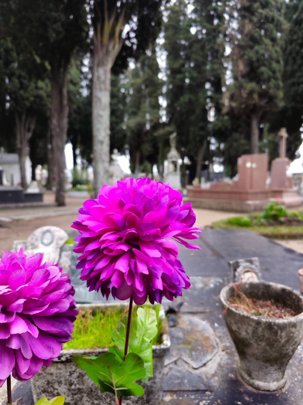 Se que es una flor de mentira - Samsung Members