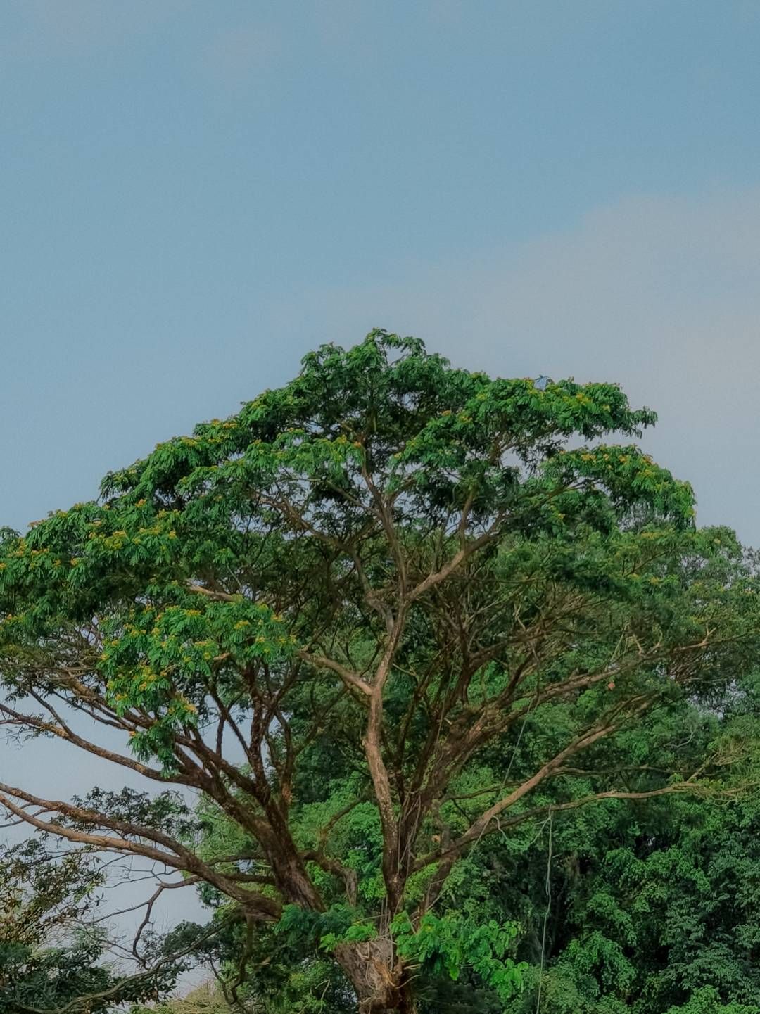 Pohon-Pohon - Samsung Members