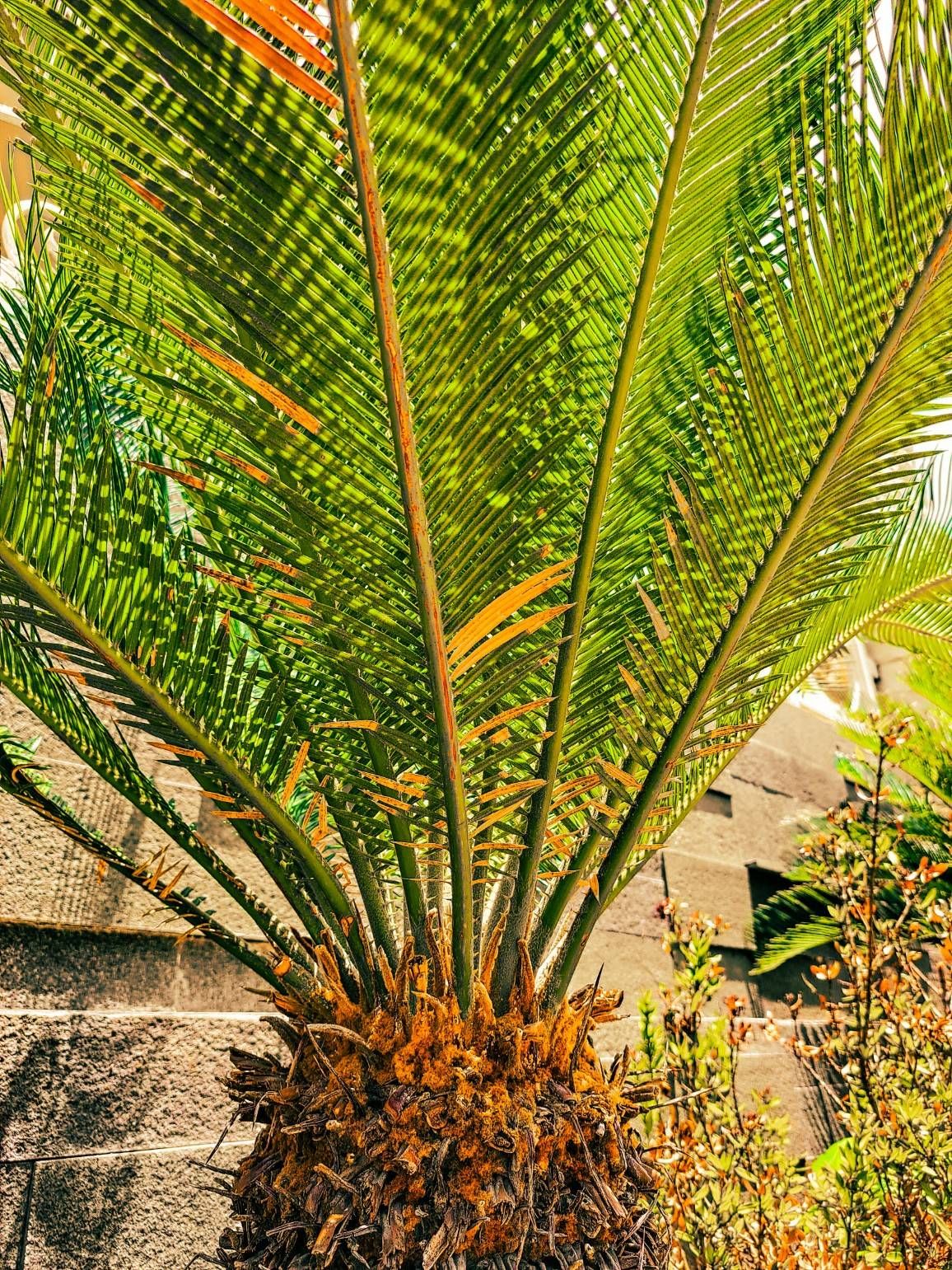 Tanaman Penawar Jambe - Samsung Members