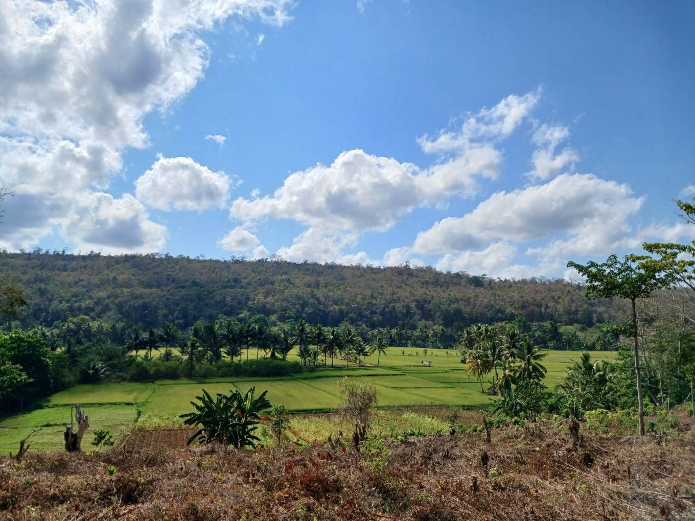 Lukisan alami - Samsung Members