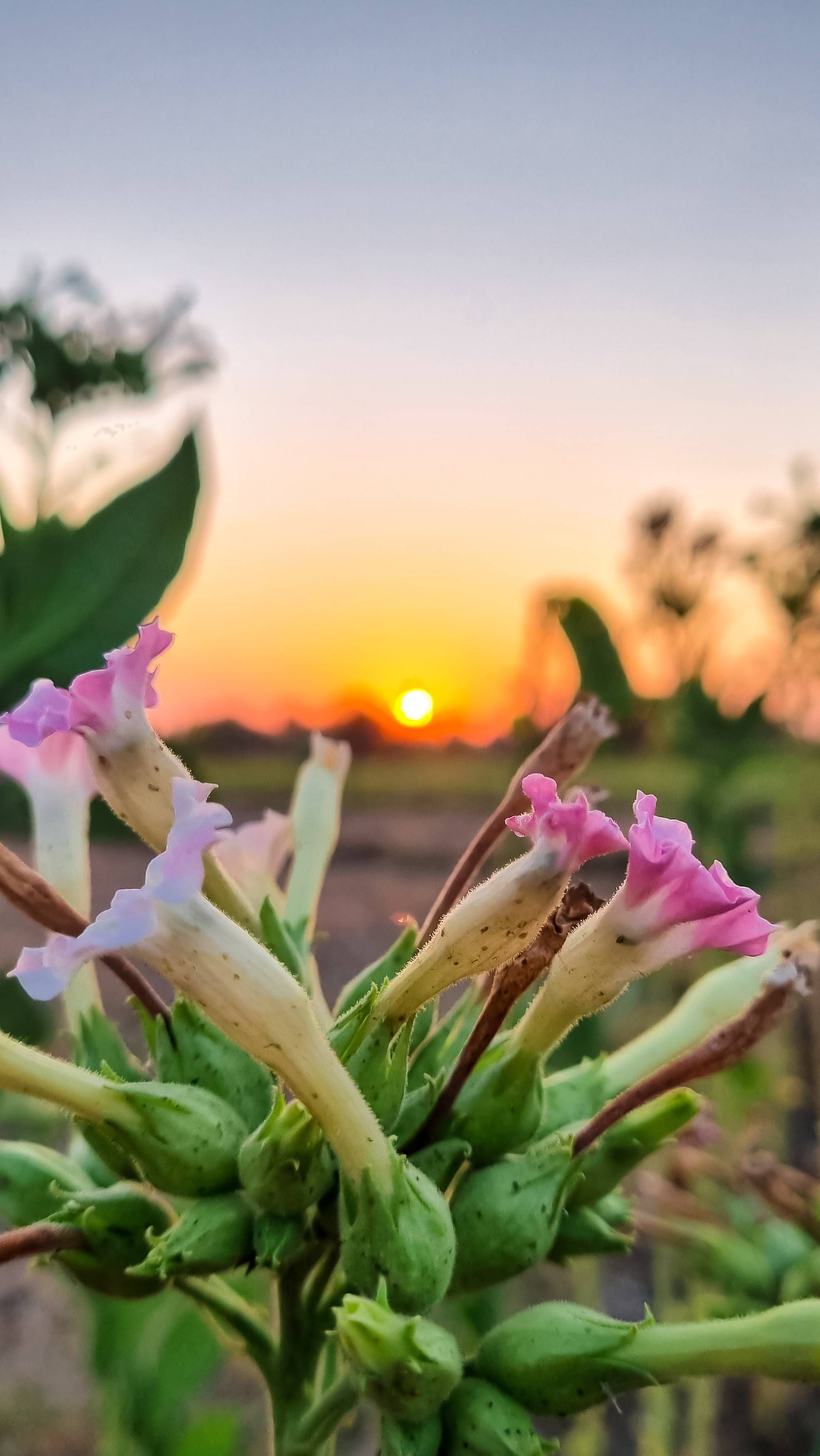Bunga Tembakau - Samsung Members