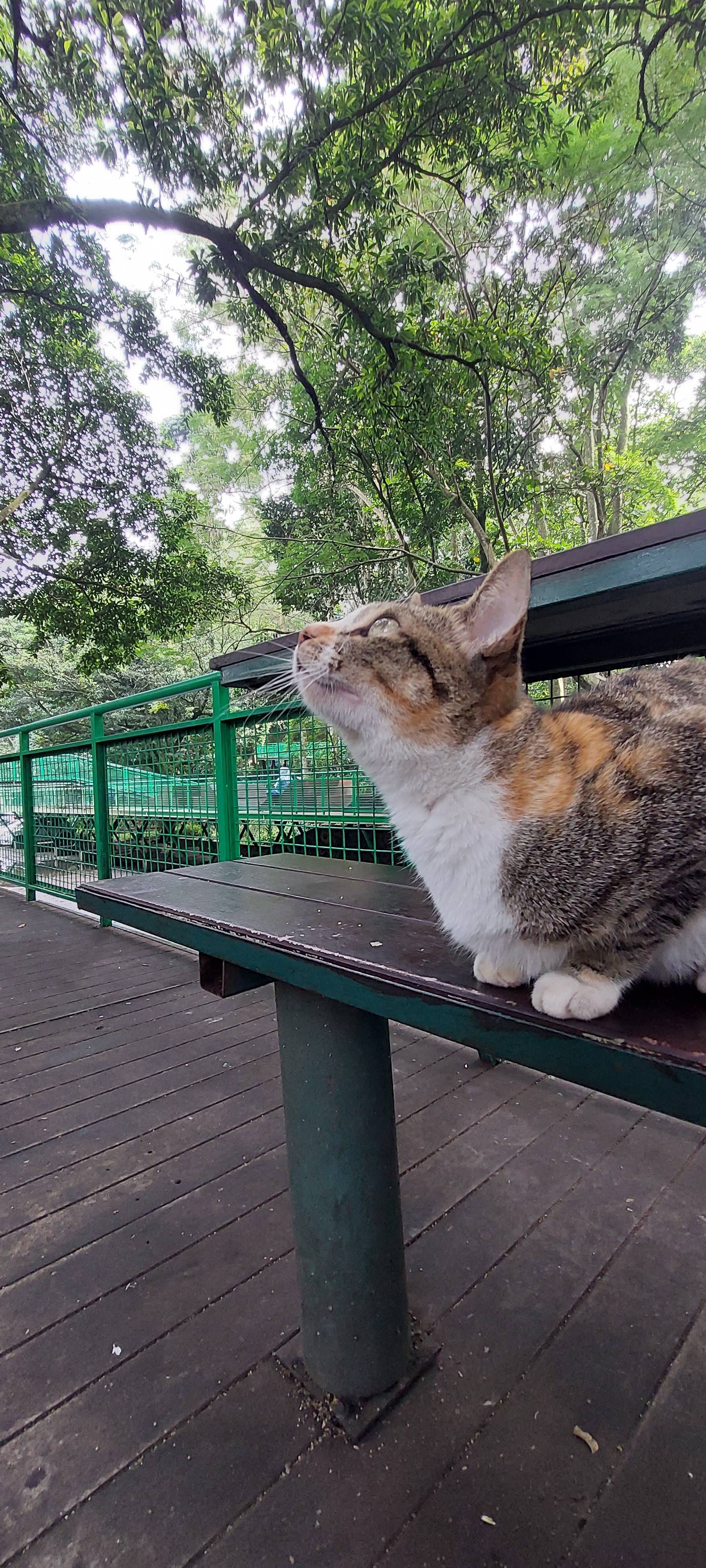KUCING DI TAMAN KOTA BANDUNG - Samsung Members