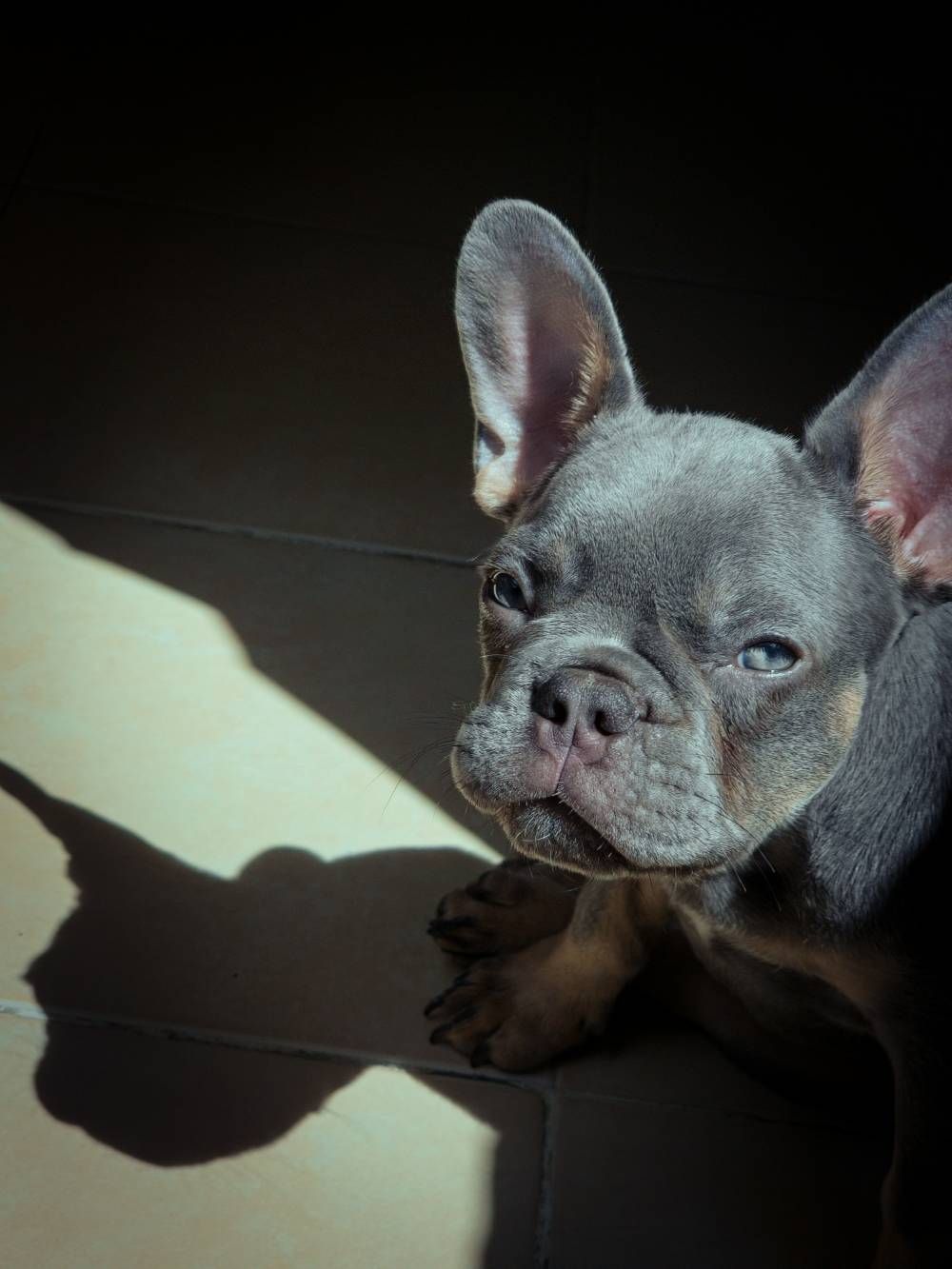 Rocket - Samsung Members