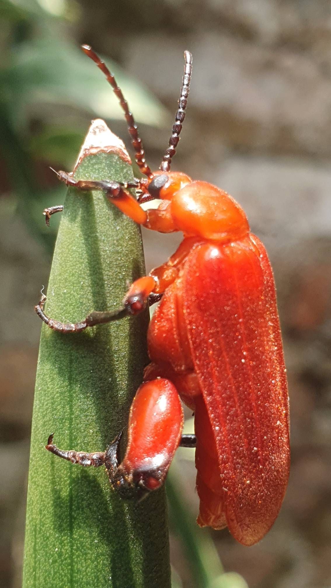 Serangga yang manis - Samsung Members