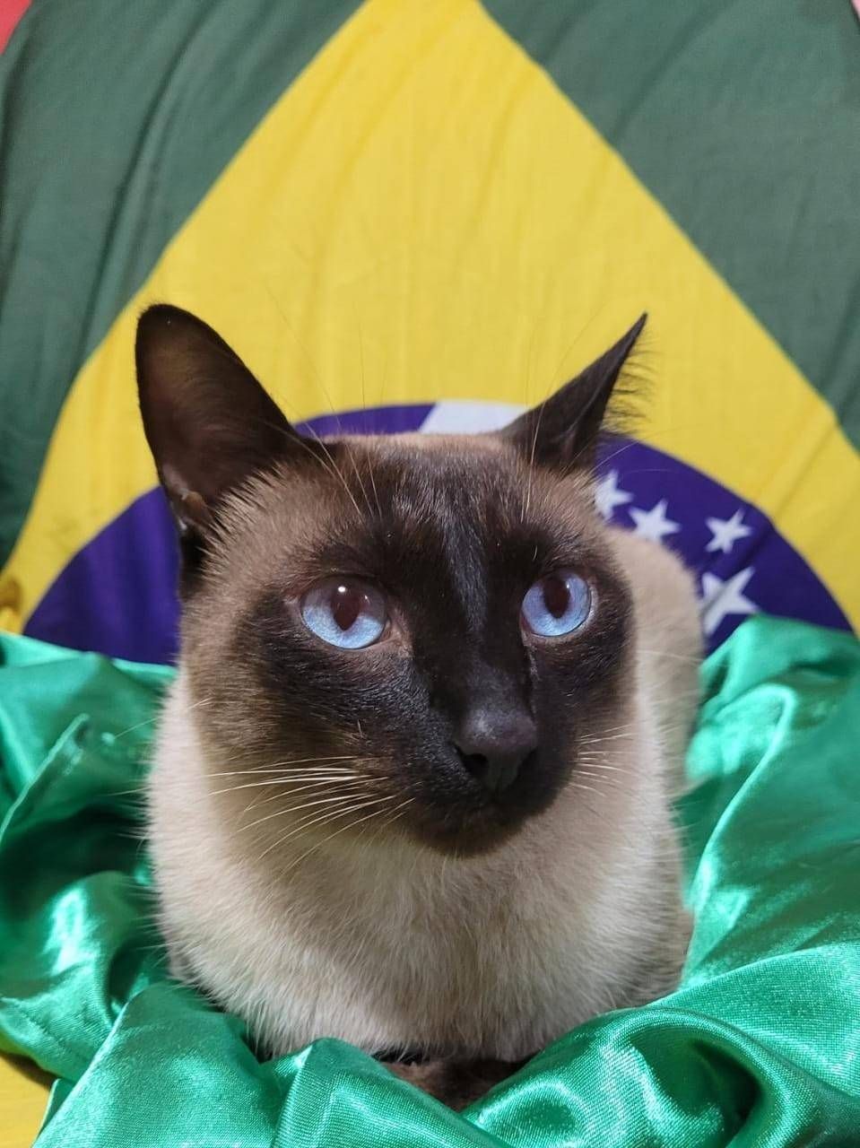 Eu sou o Nino, o sialata mais lindo do Brasil!!! ... - Samsung Members