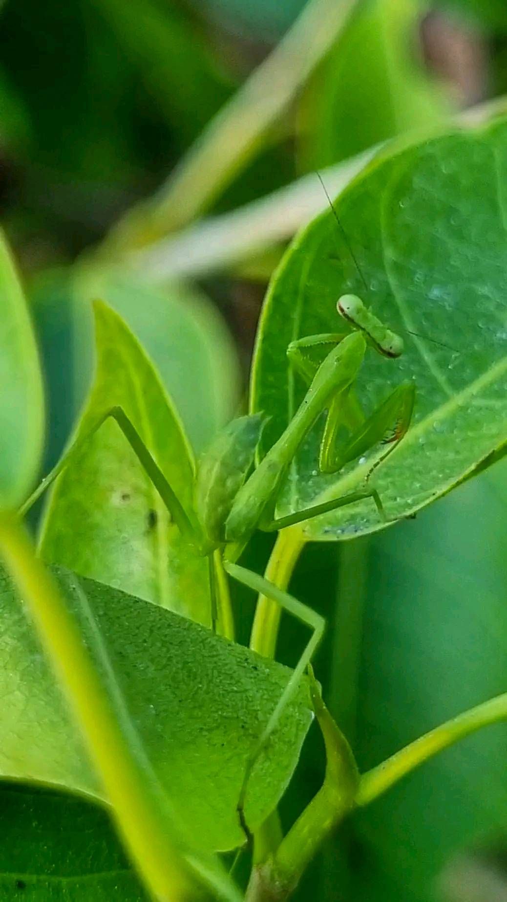 Iba caminando y me encontre a este misterioso inse... - Samsung Members