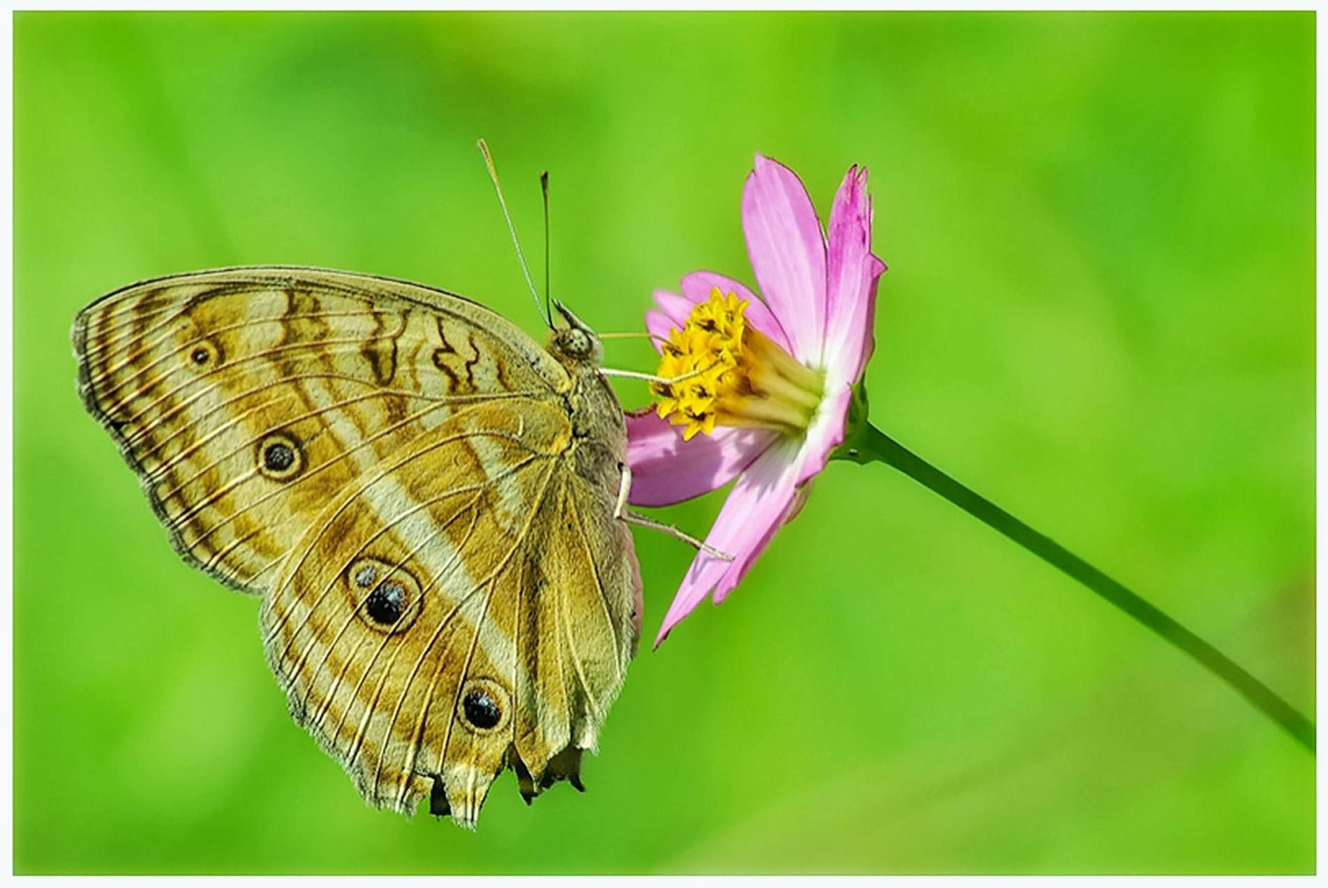 Solved: Ke nikir - Samsung Members