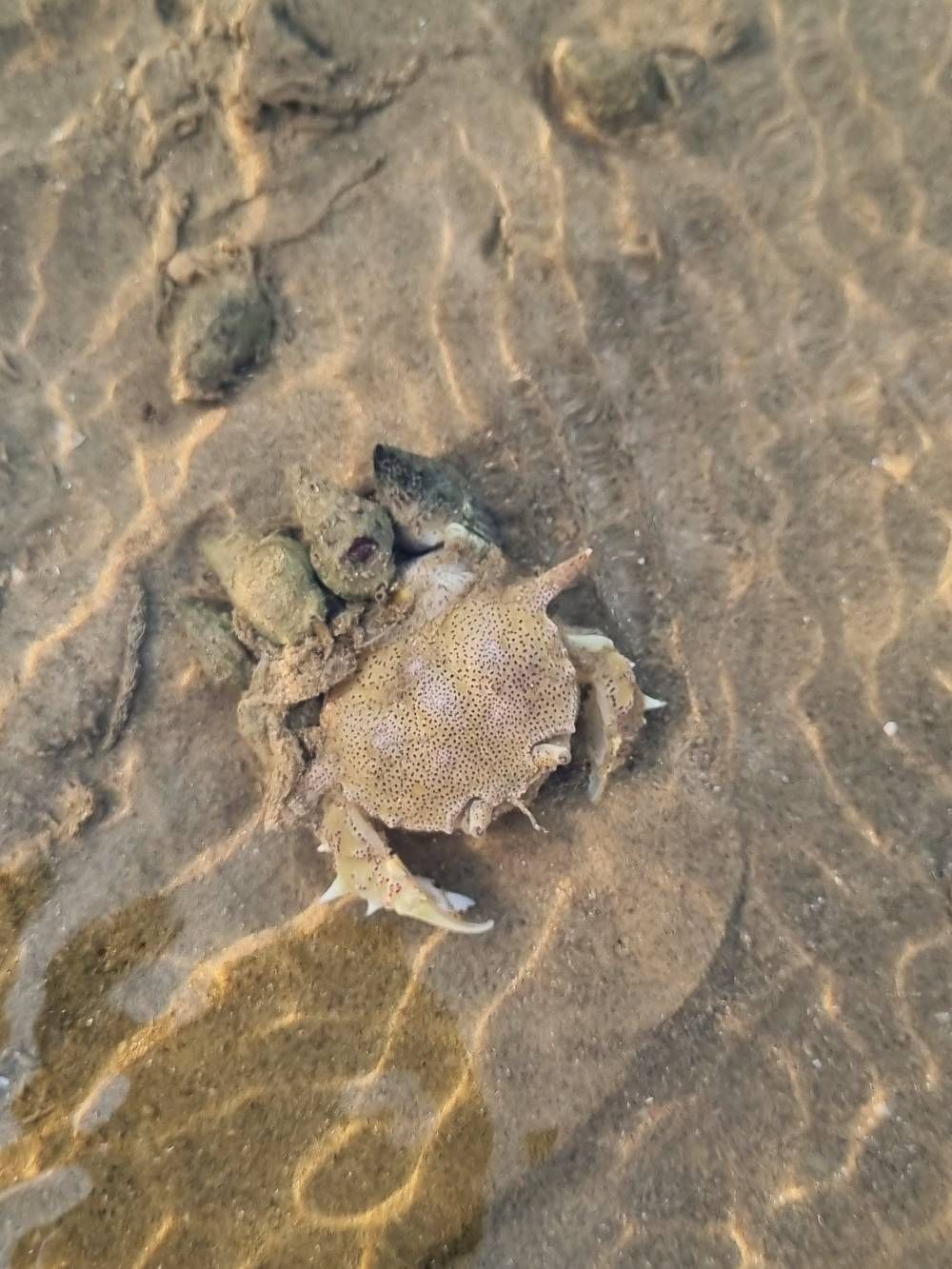 Matuta victor - Samsung Members