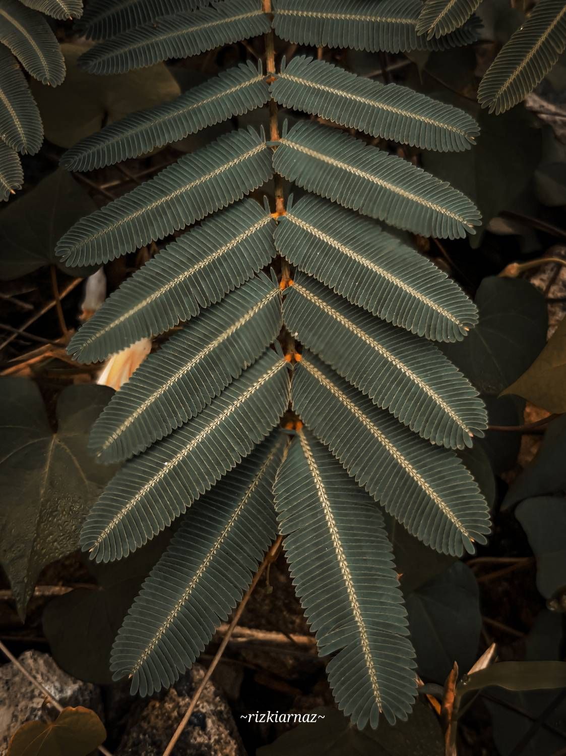 daun putri malu - Samsung Members