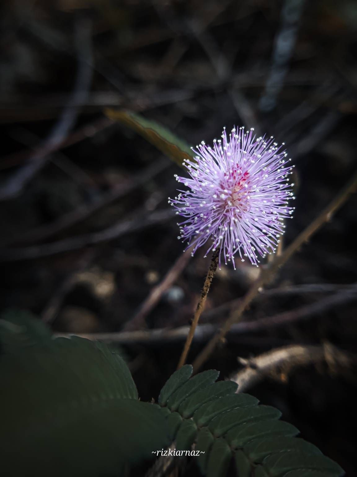 kembang putri malu - Samsung Members