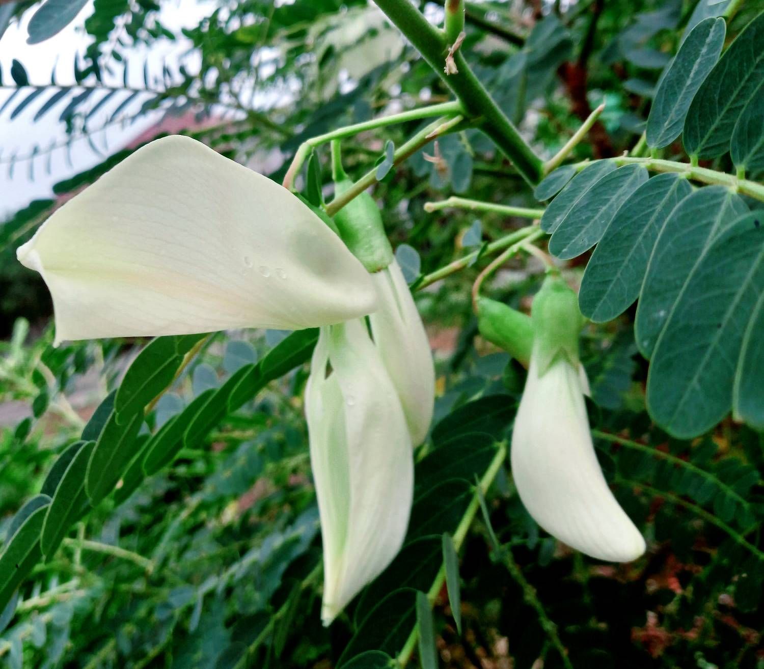 Bunga turi - Samsung Members