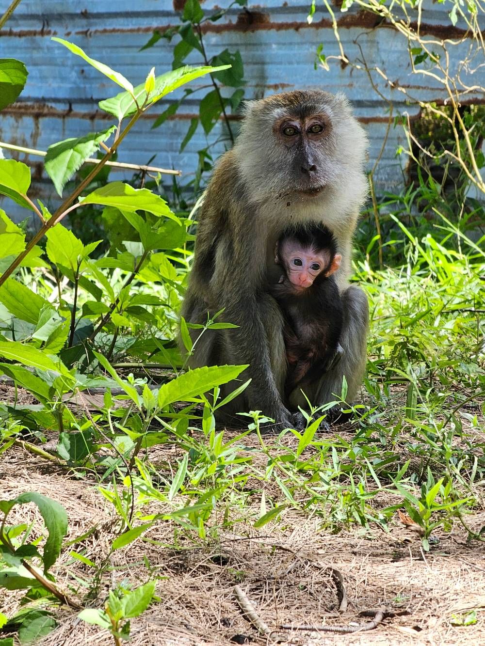 Monkey - Samsung Members