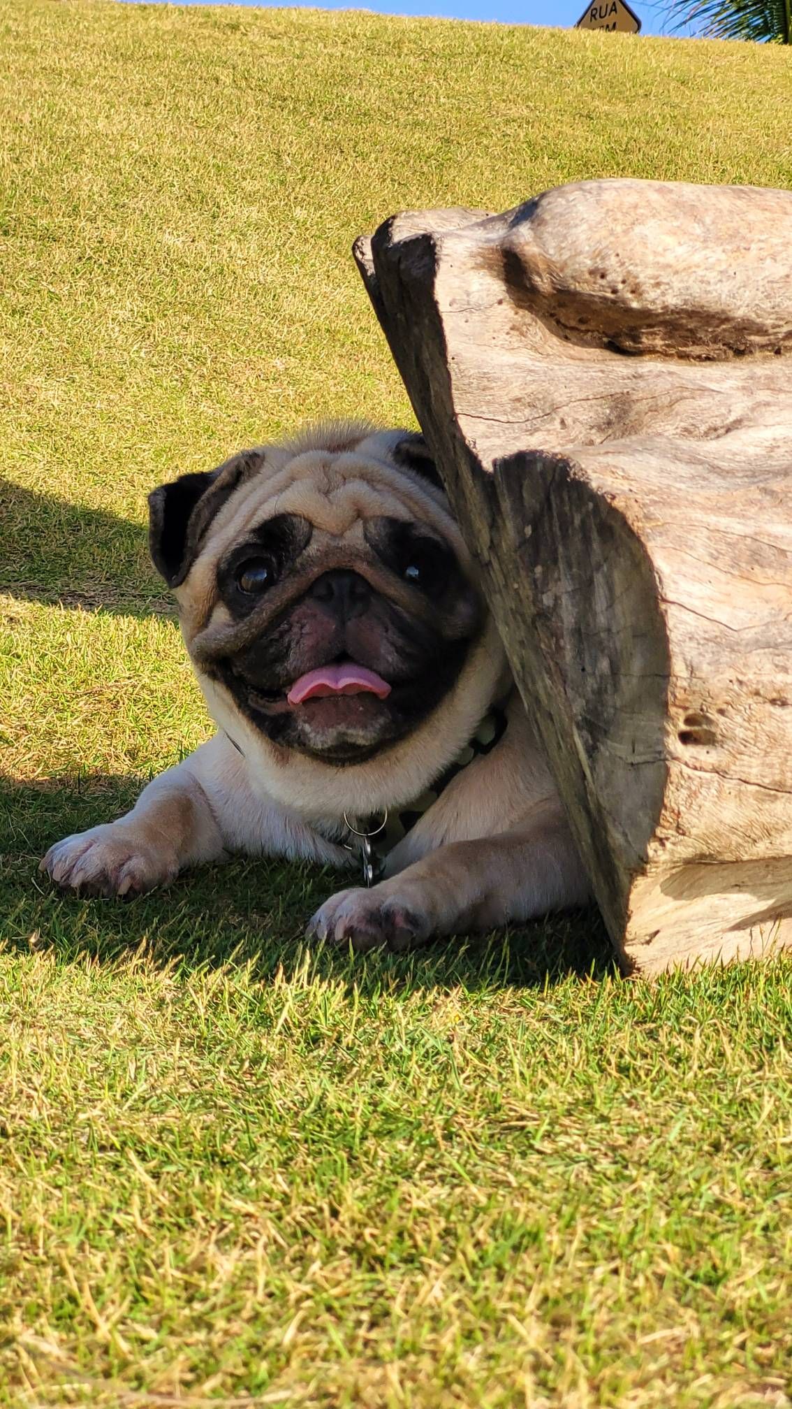 Pet pug - Samsung Members