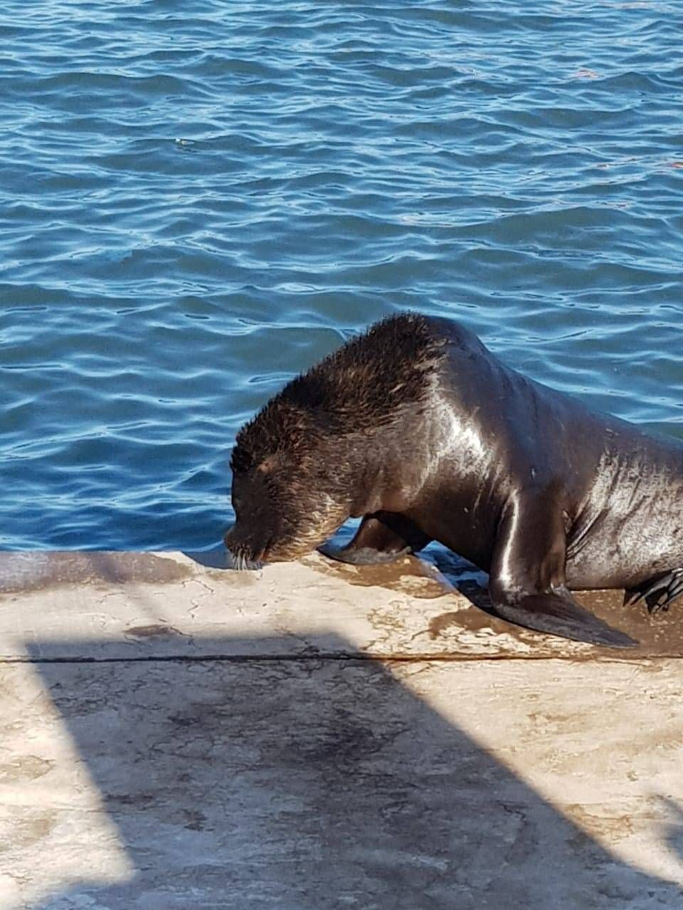 Lobo marino - Samsung Members