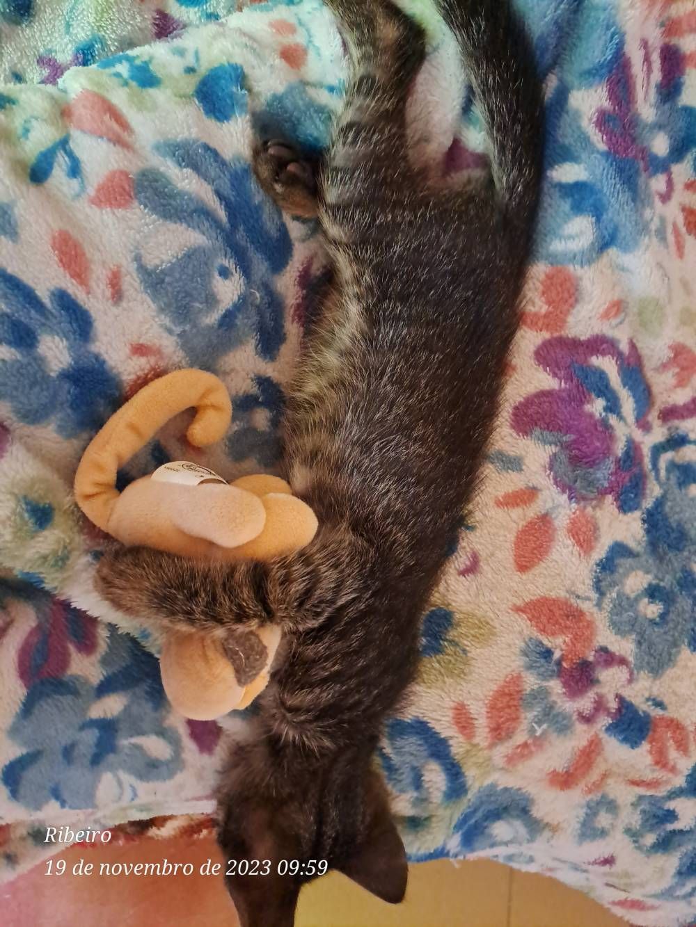 Maria Fifi - Samsung Members