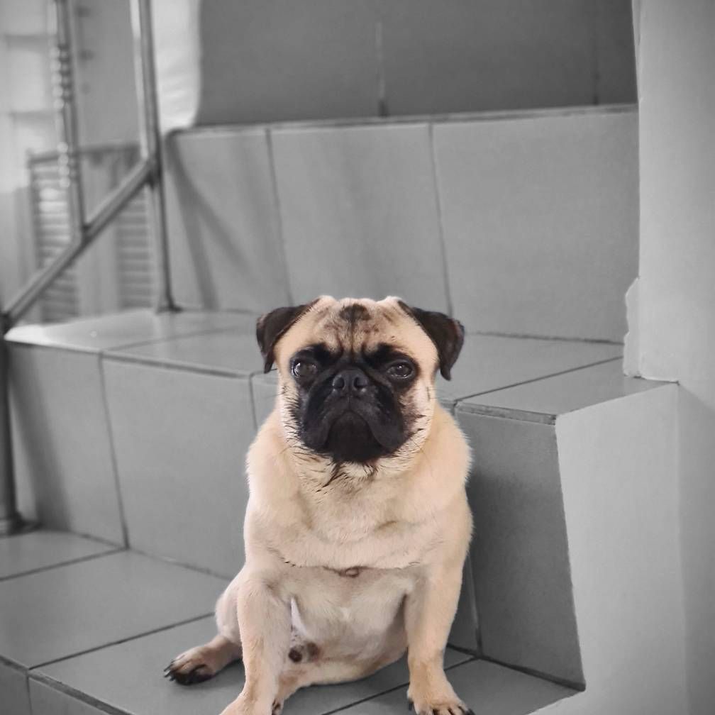 Pug🐾 - Samsung Members