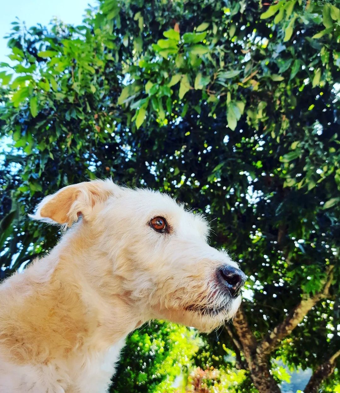 Boris no jardim - Samsung Members