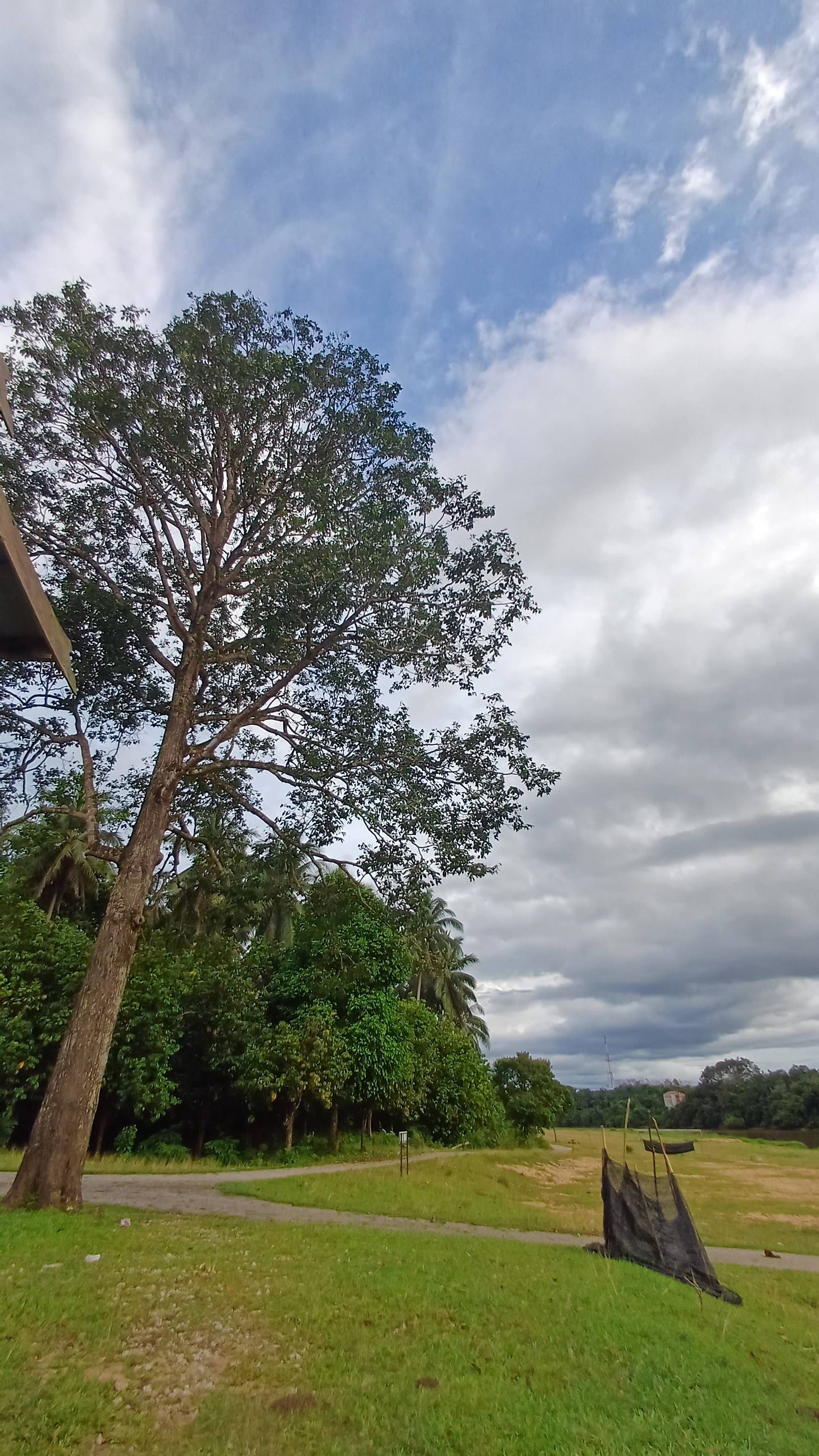 Cengal Tree - Samsung Members