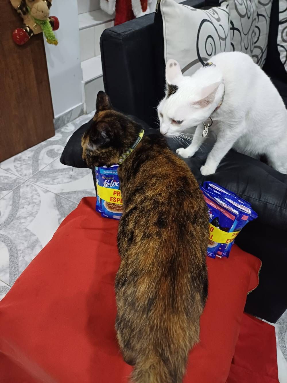 Michis felices - Samsung Members