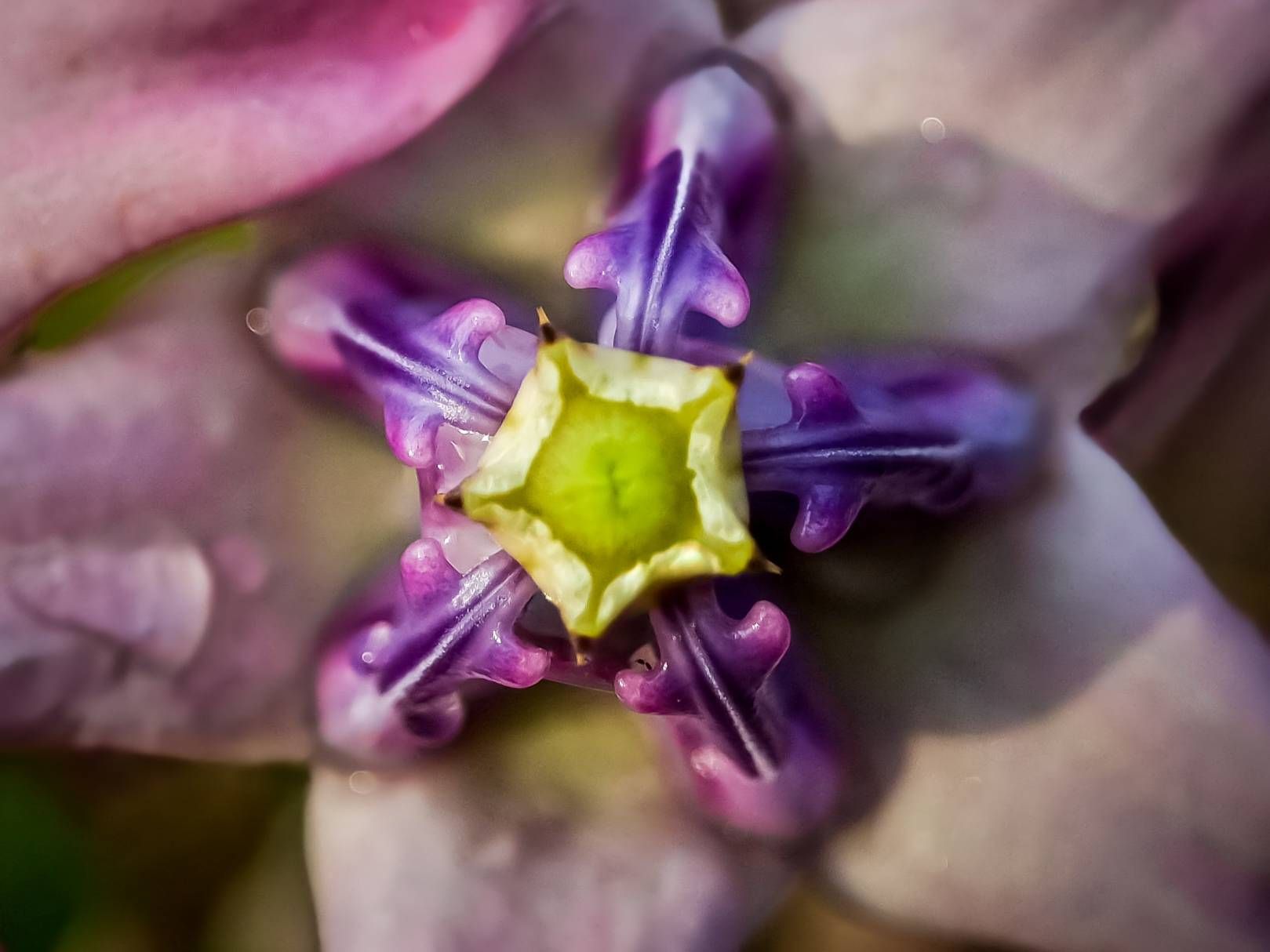 Bunga biduri - Samsung Members