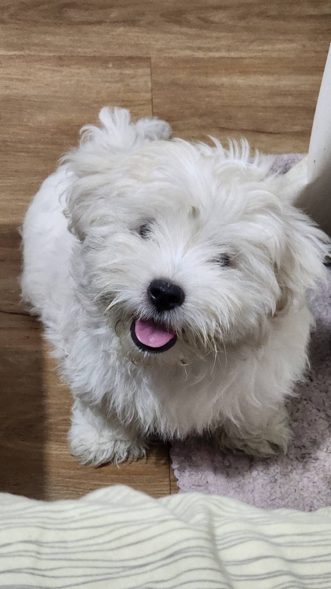 meet libag🤣 - Samsung Members