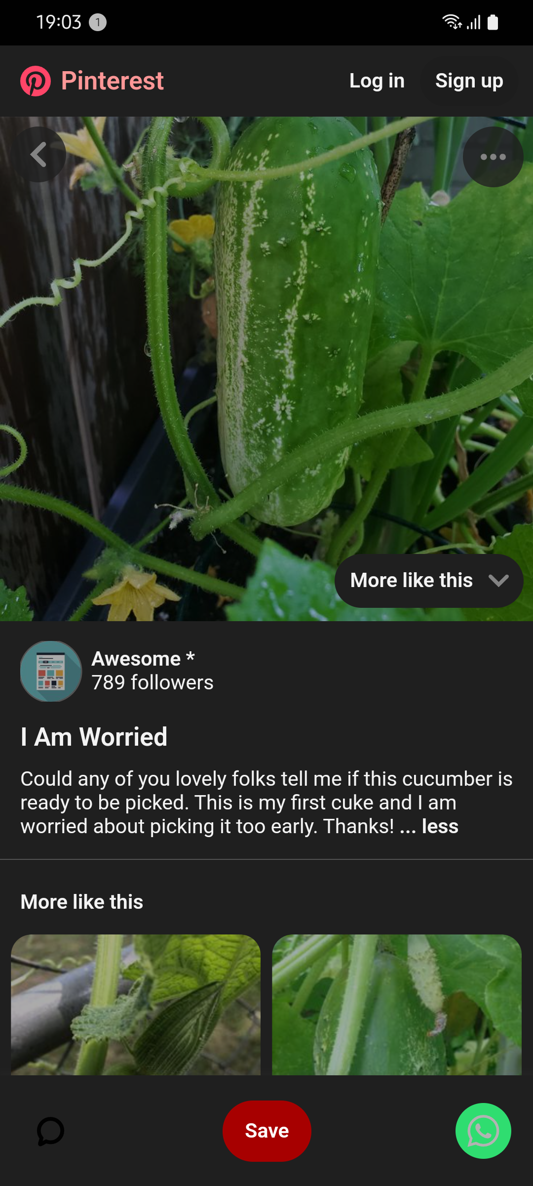 What is the name of this melon ? - Samsung Members