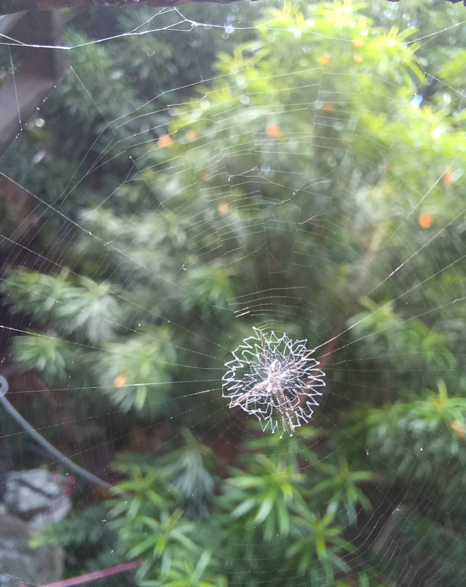 Vejam essa teia de Aranha. Câmera Macro A34 - Samsung Members