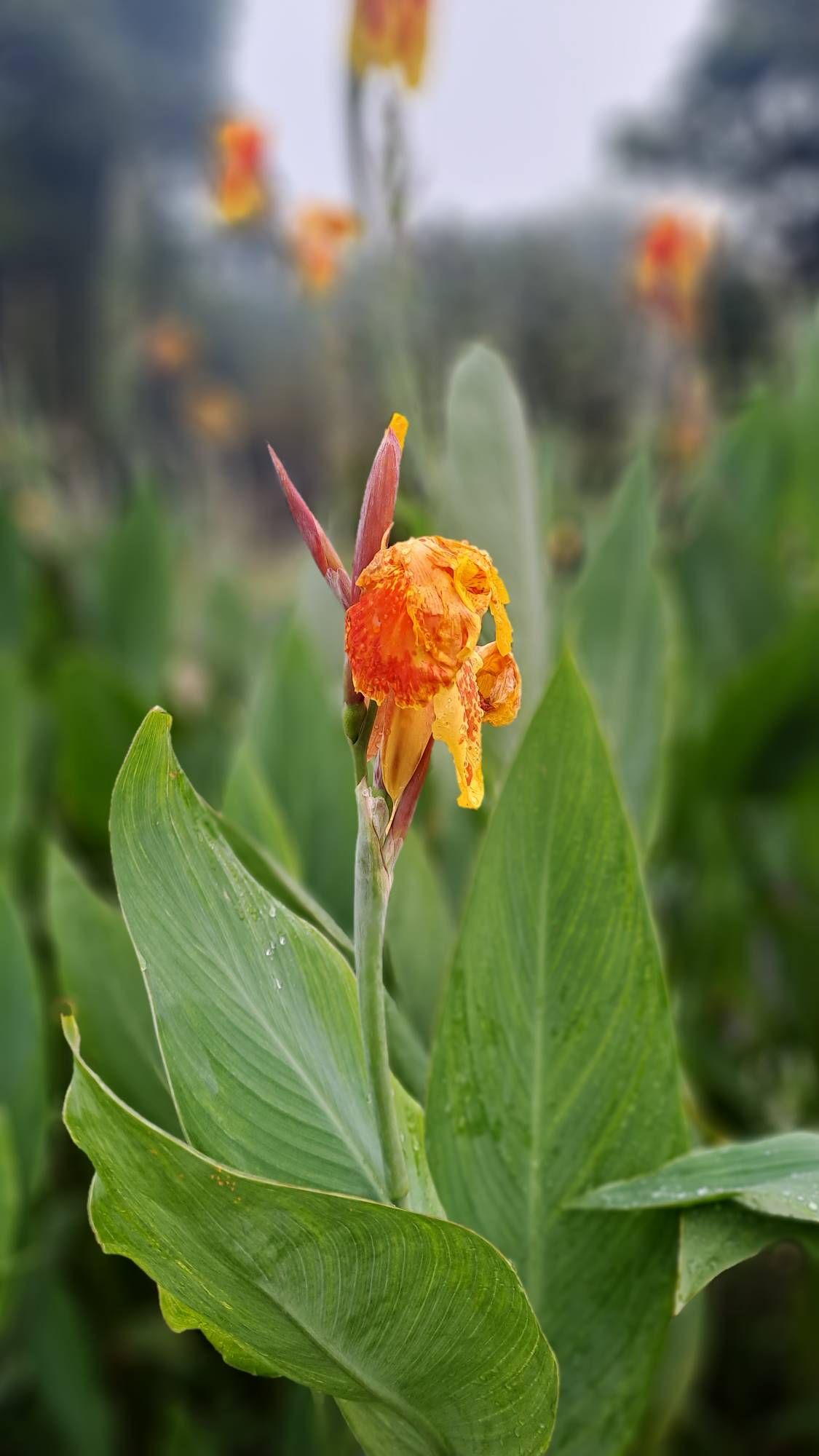 Bunga di Kebun Raya - Samsung Members