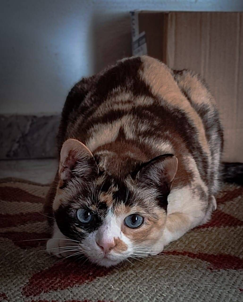 🐱 minha modelo oficial - Samsung Members