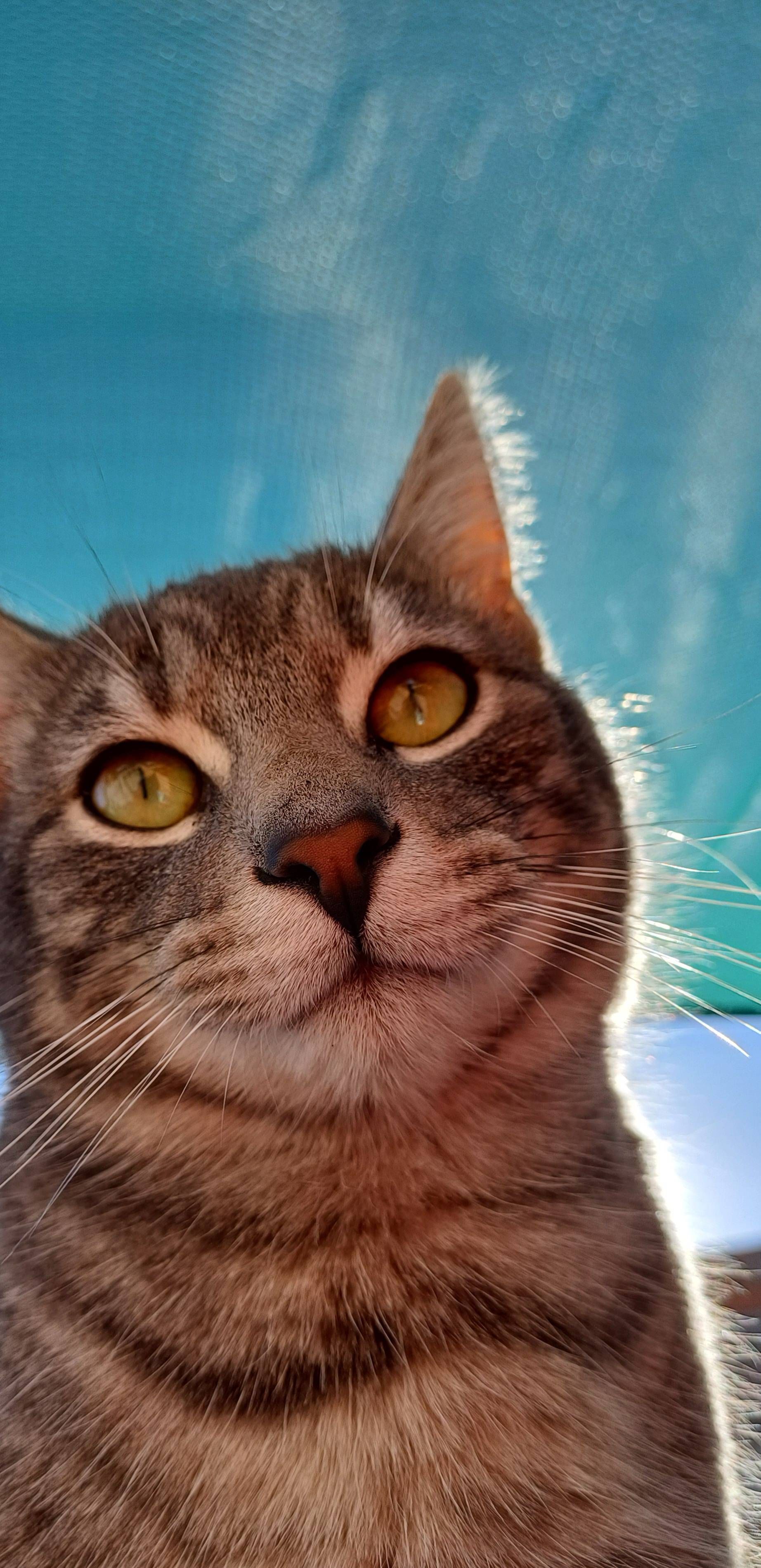 A34 5G - Samsung Members