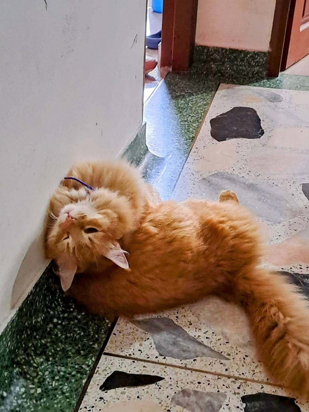 #Concurso Día Del Gato – Vuelve a tu Michi un meme... - Samsung Members